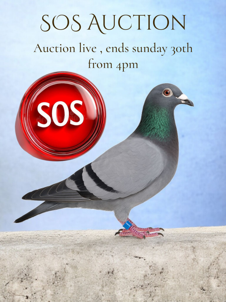 All Auctions – Winners North & South Pigeon Auctions